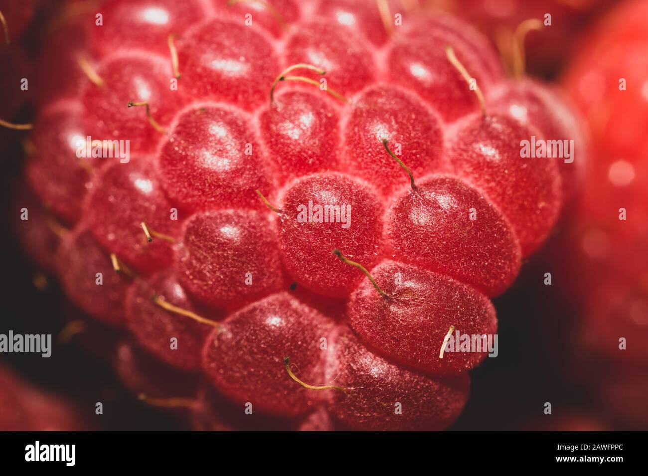 Fresh raspberry close up. ripe raspberries. red berry macro background ...