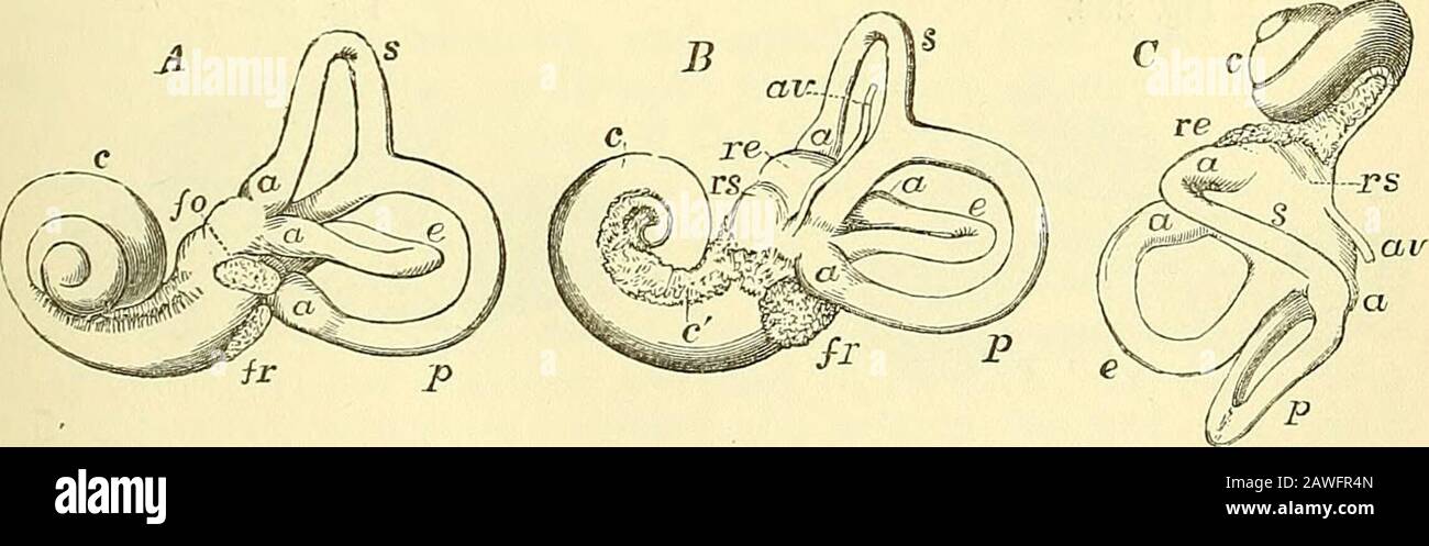 Hemispherica hi-res stock photography and images - Alamy