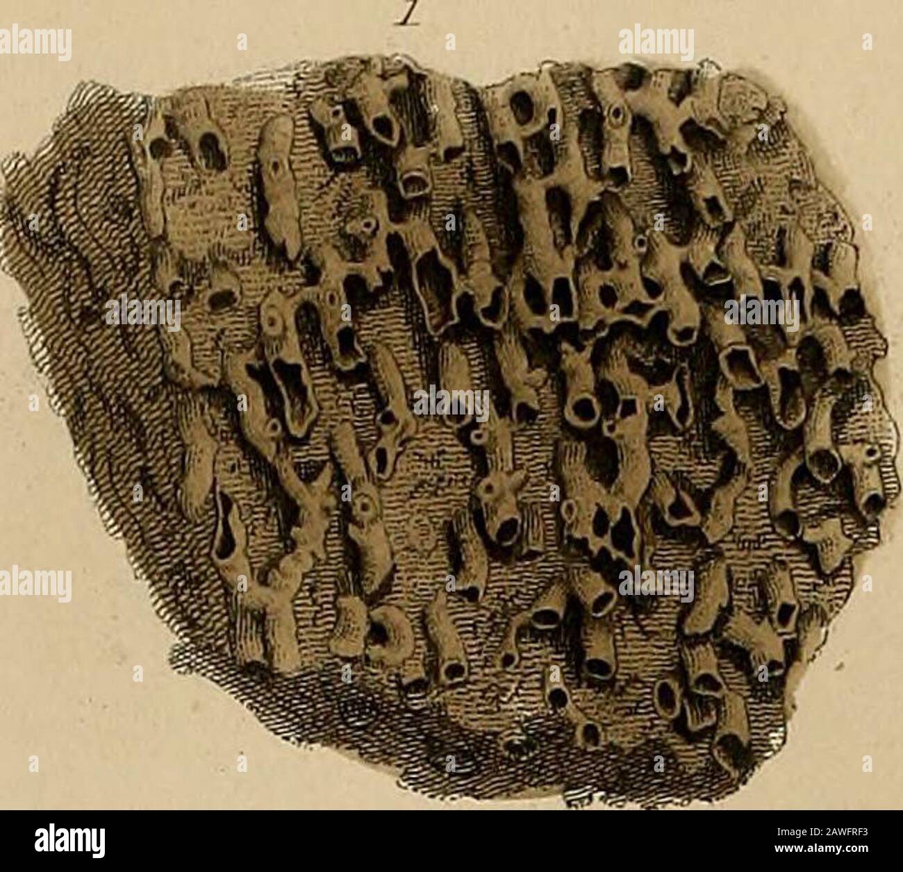 A pictorial atlas of fossil remains, consisting of coloured ...
