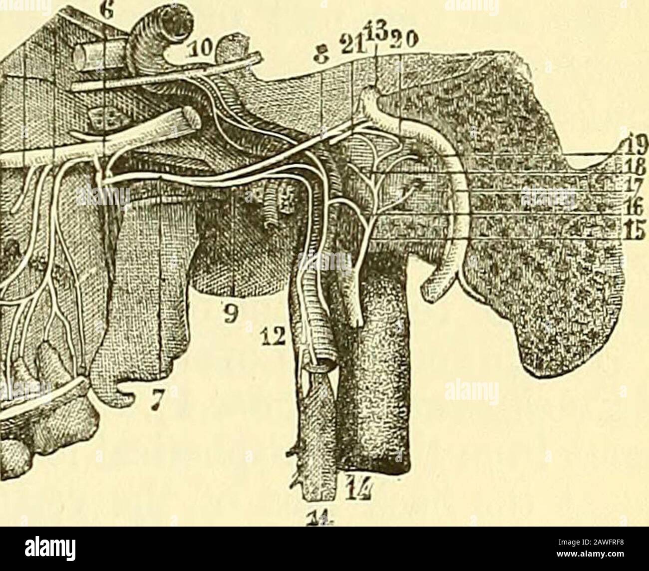 Fallopius hi-res stock photography and images - Alamy
