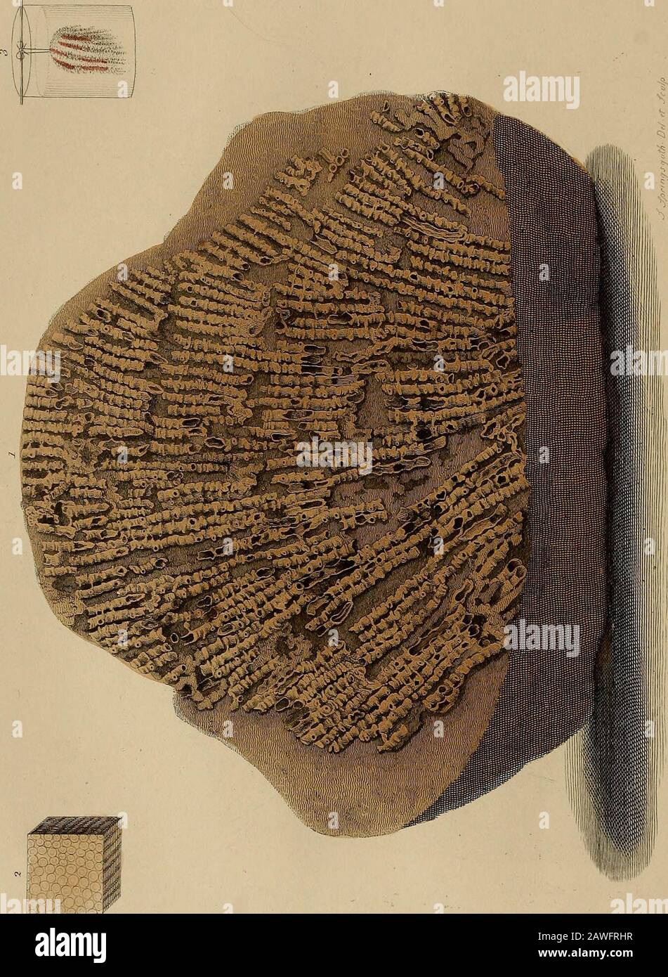 A pictorial atlas of fossil remains, consisting of coloured ...