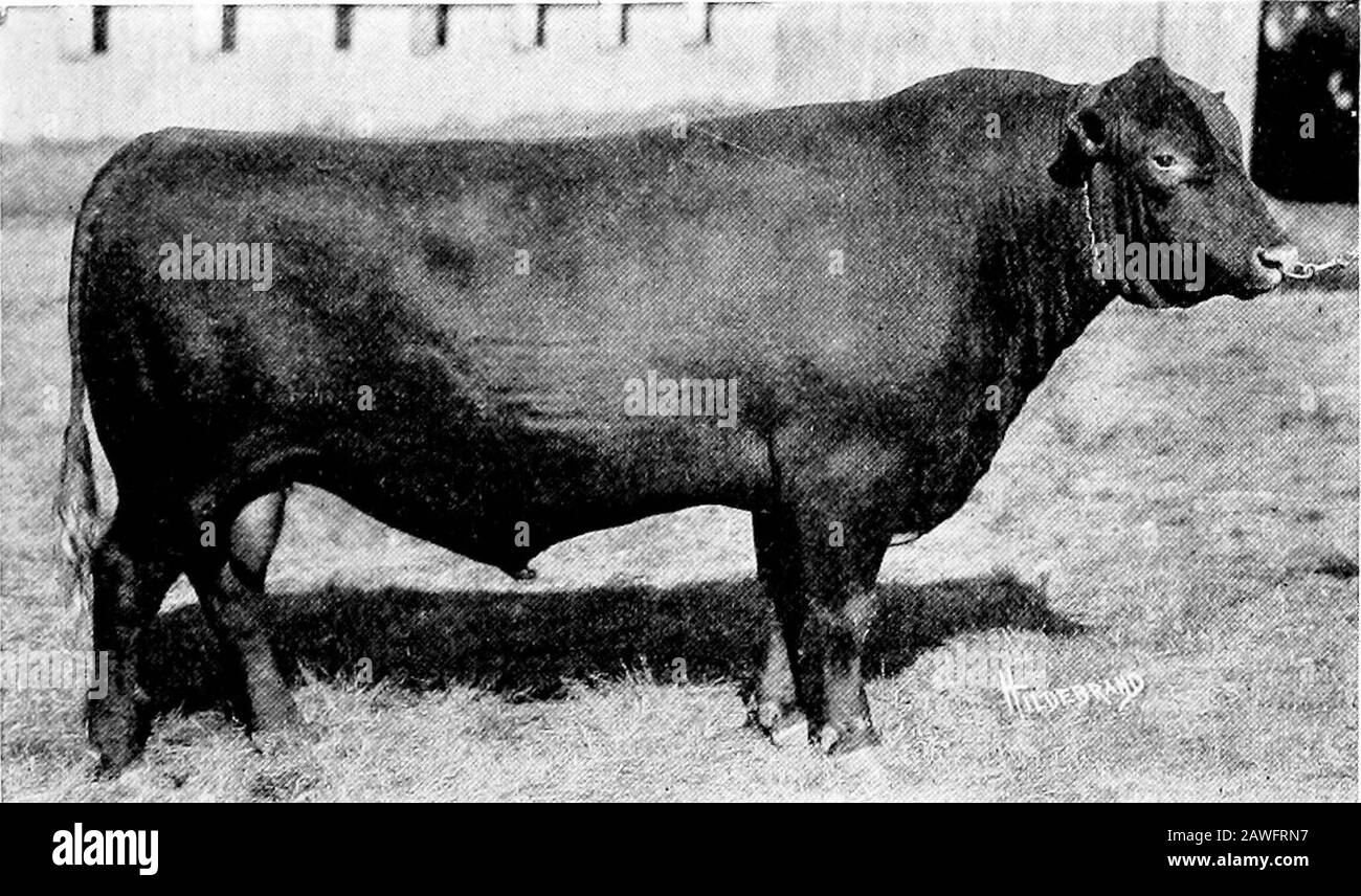 Beef thigh Black and White Stock Photos & Images - Alamy