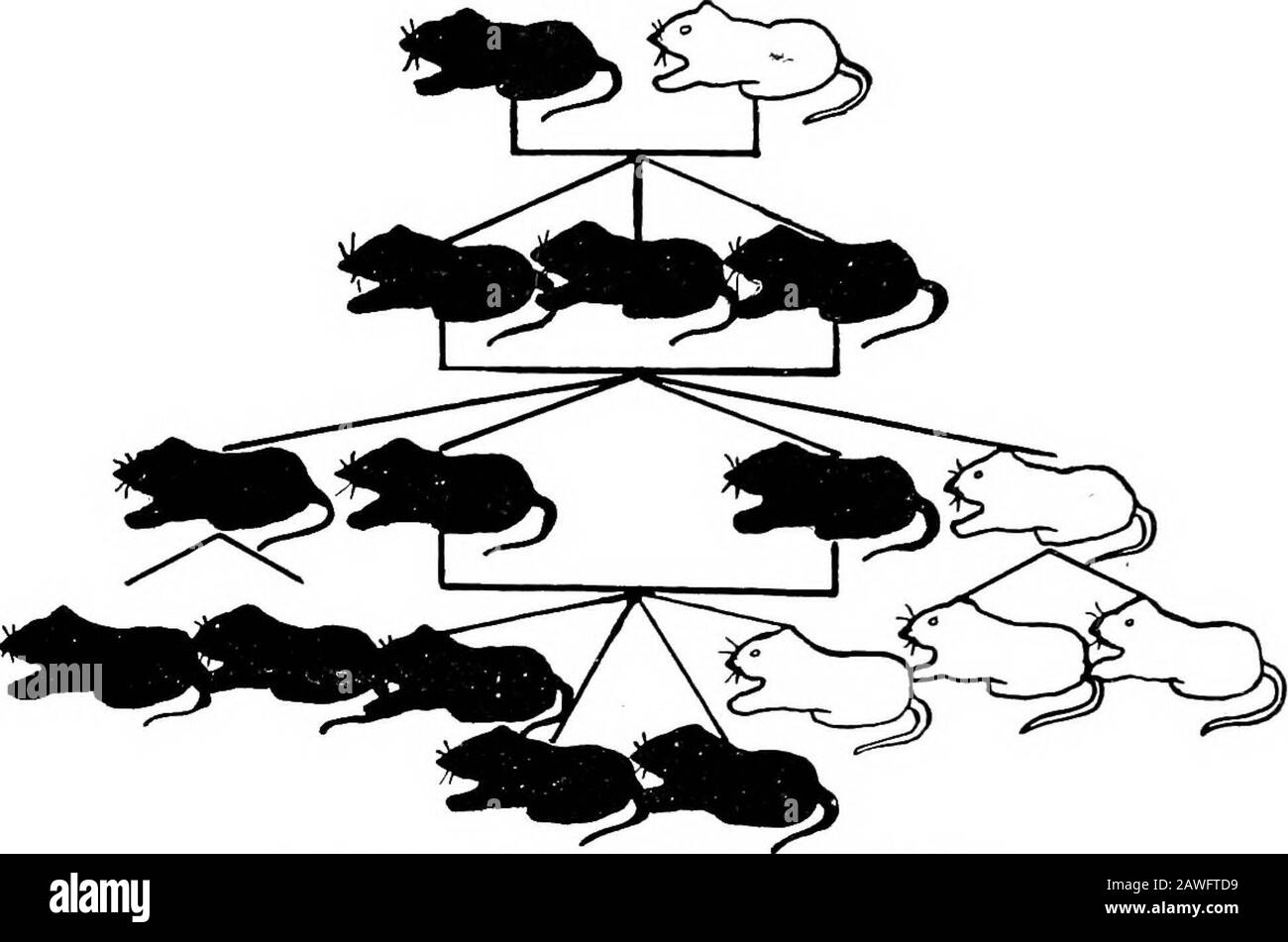 An introduction to the study of social evolution; the prehistoric ...