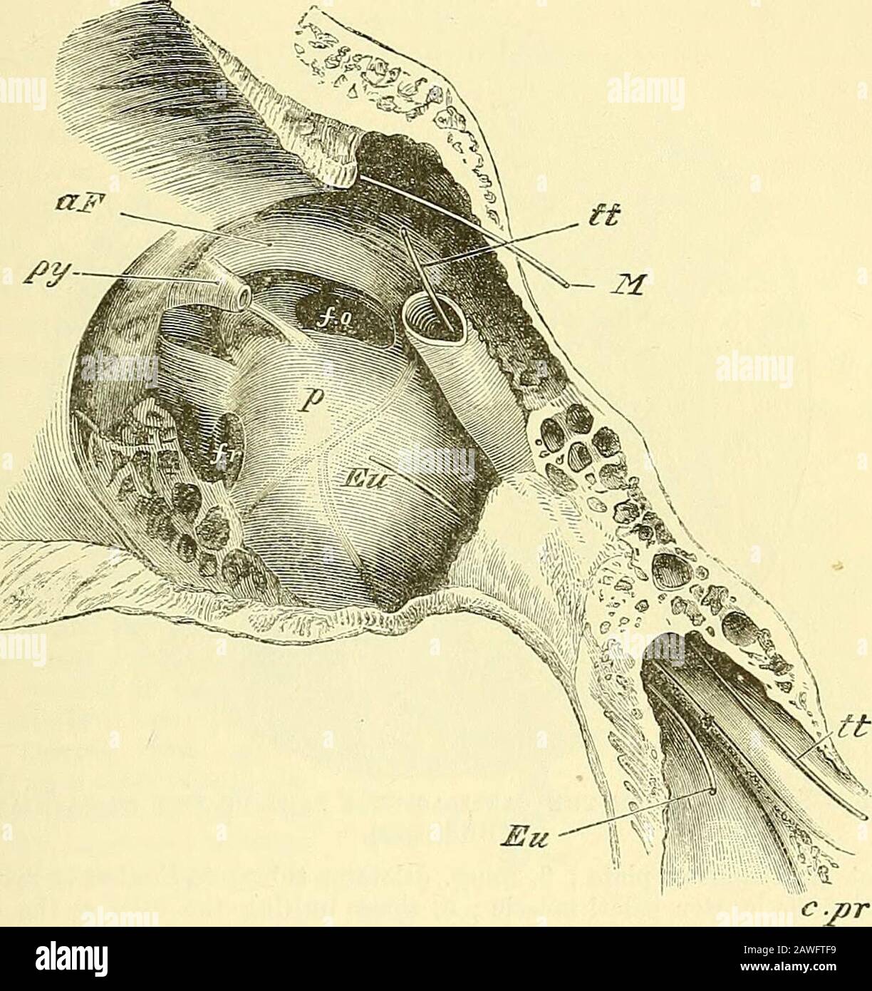 Quain's elements of anatomy . , Avhich is elongated fiom before back ...