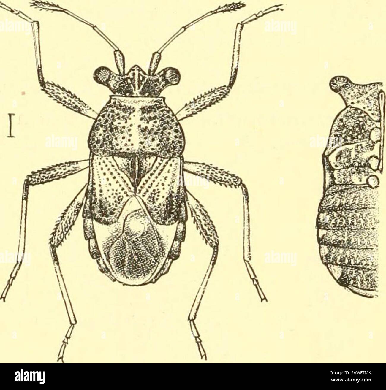 Rhynchota .. . pale ochraceous ;base of first joint of antennae and the ...