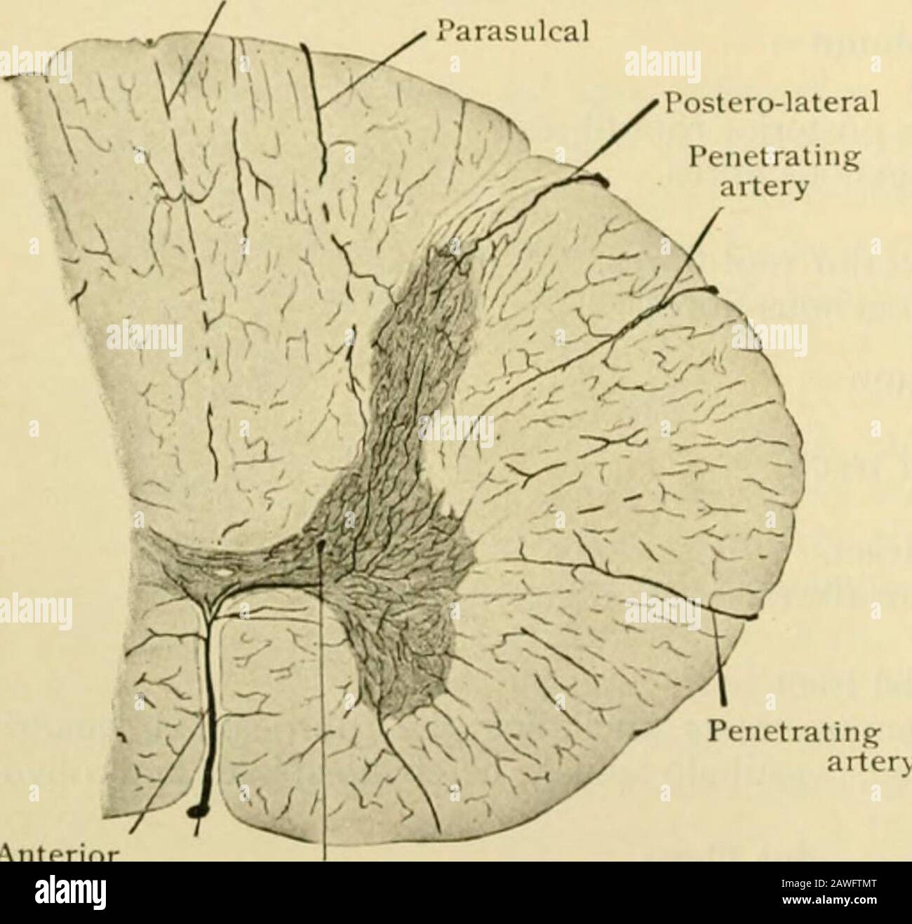 Anterior median fissure hi-res stock photography and images - Alamy