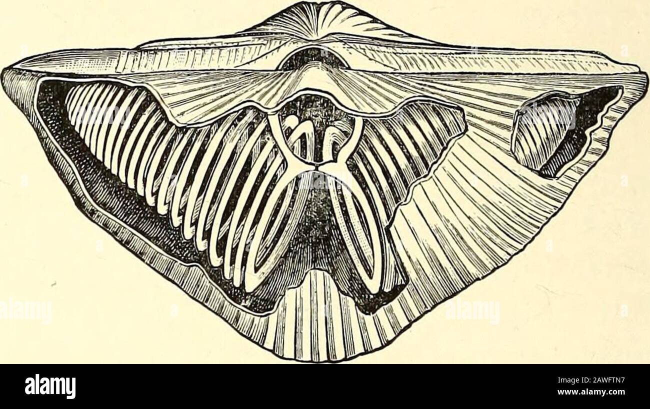 A guide to the fossil invertebrate animals in the Department of geology ...