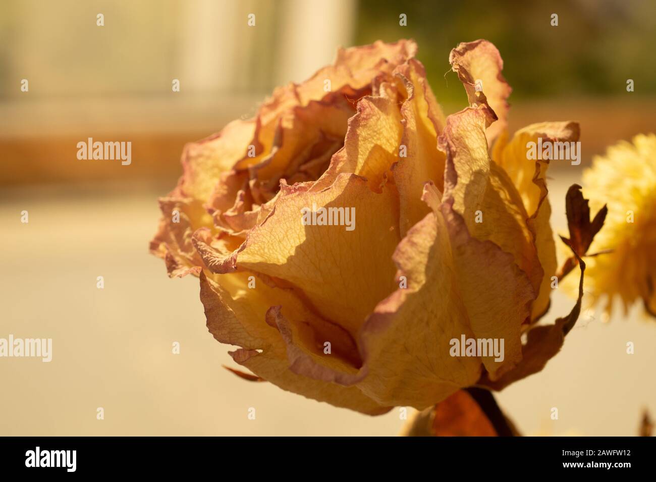 Dried rose leaves close hi-res stock photography and images - Alamy
