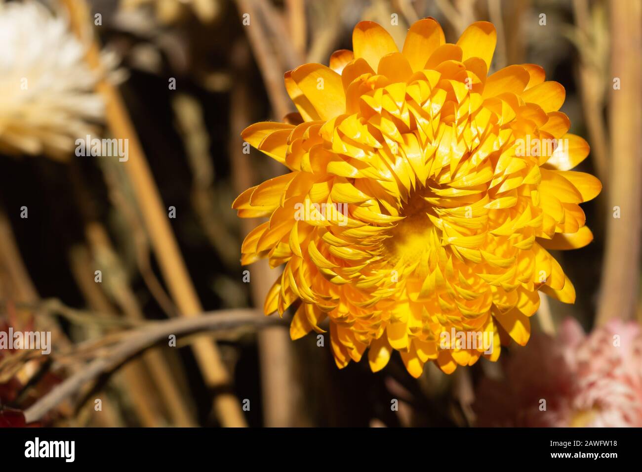 Dried yellow flowers hi-res stock photography and images - Alamy