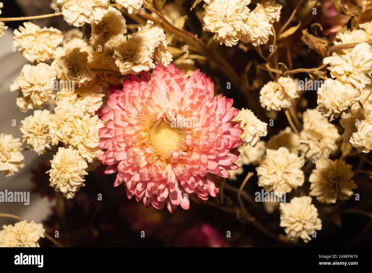 Pink strawflowers hi-res stock photography and images - Alamy