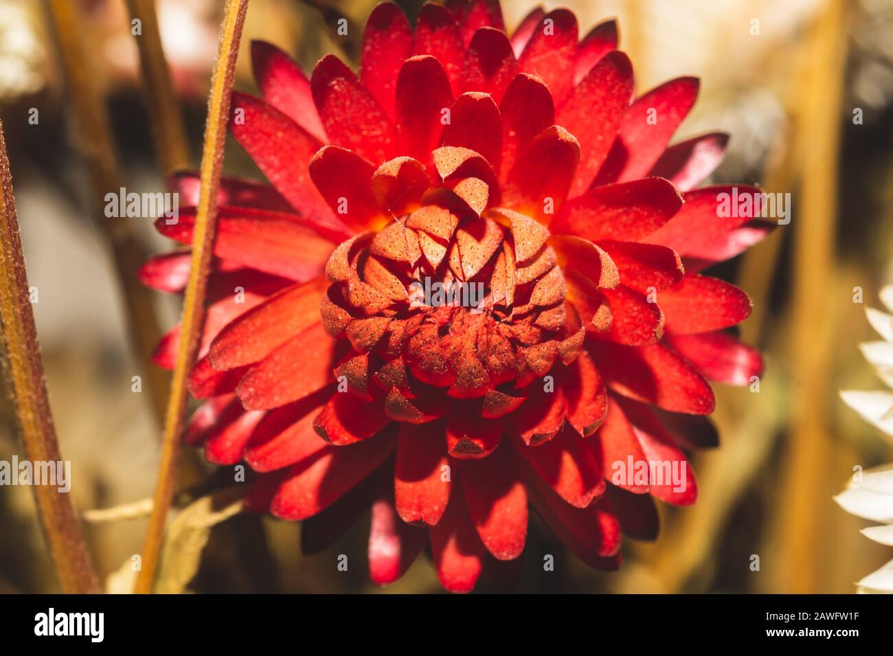 Dried floral art hi-res stock photography and images - Alamy
