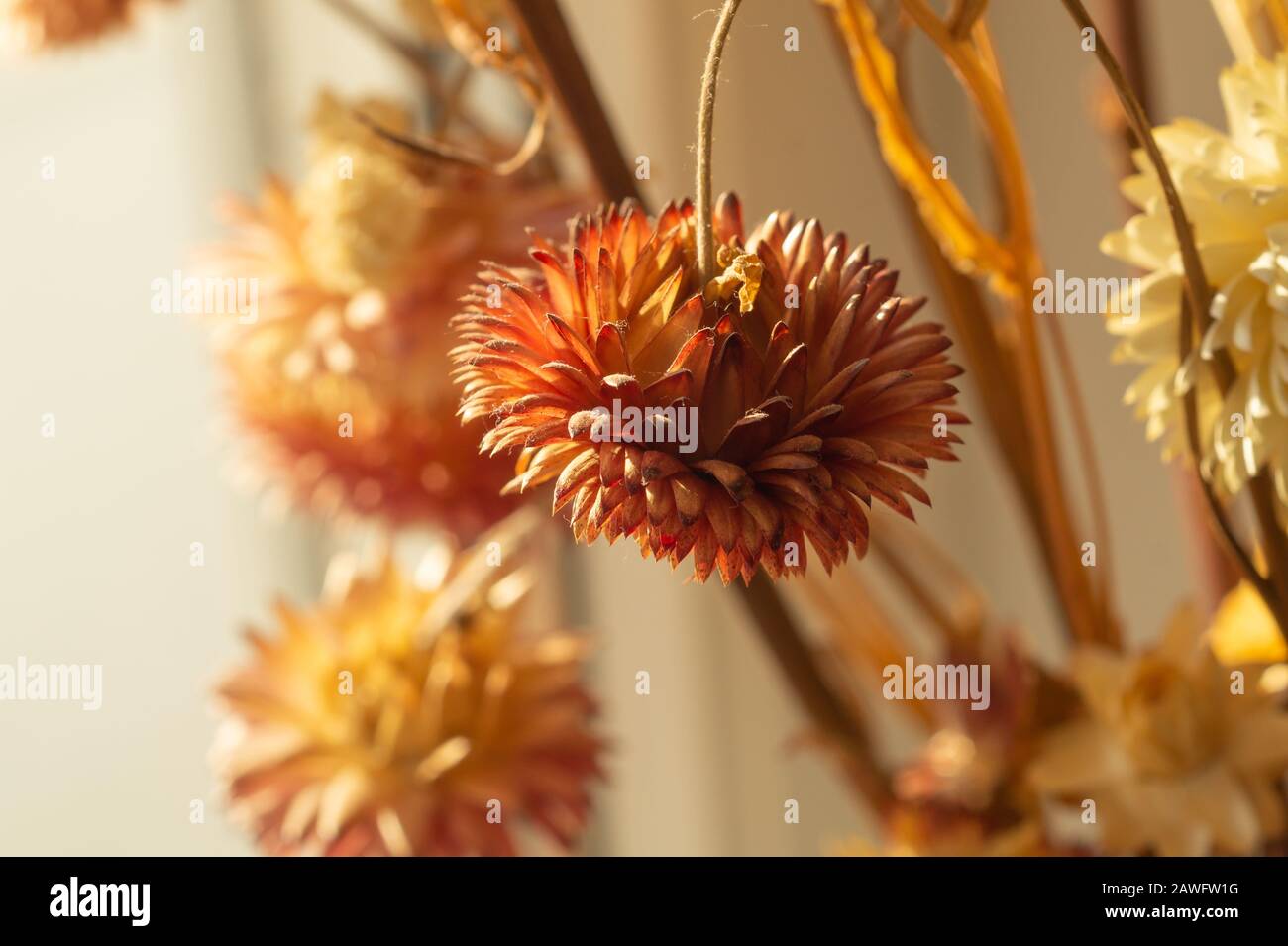 Red strawflowers hi-res stock photography and images - Alamy