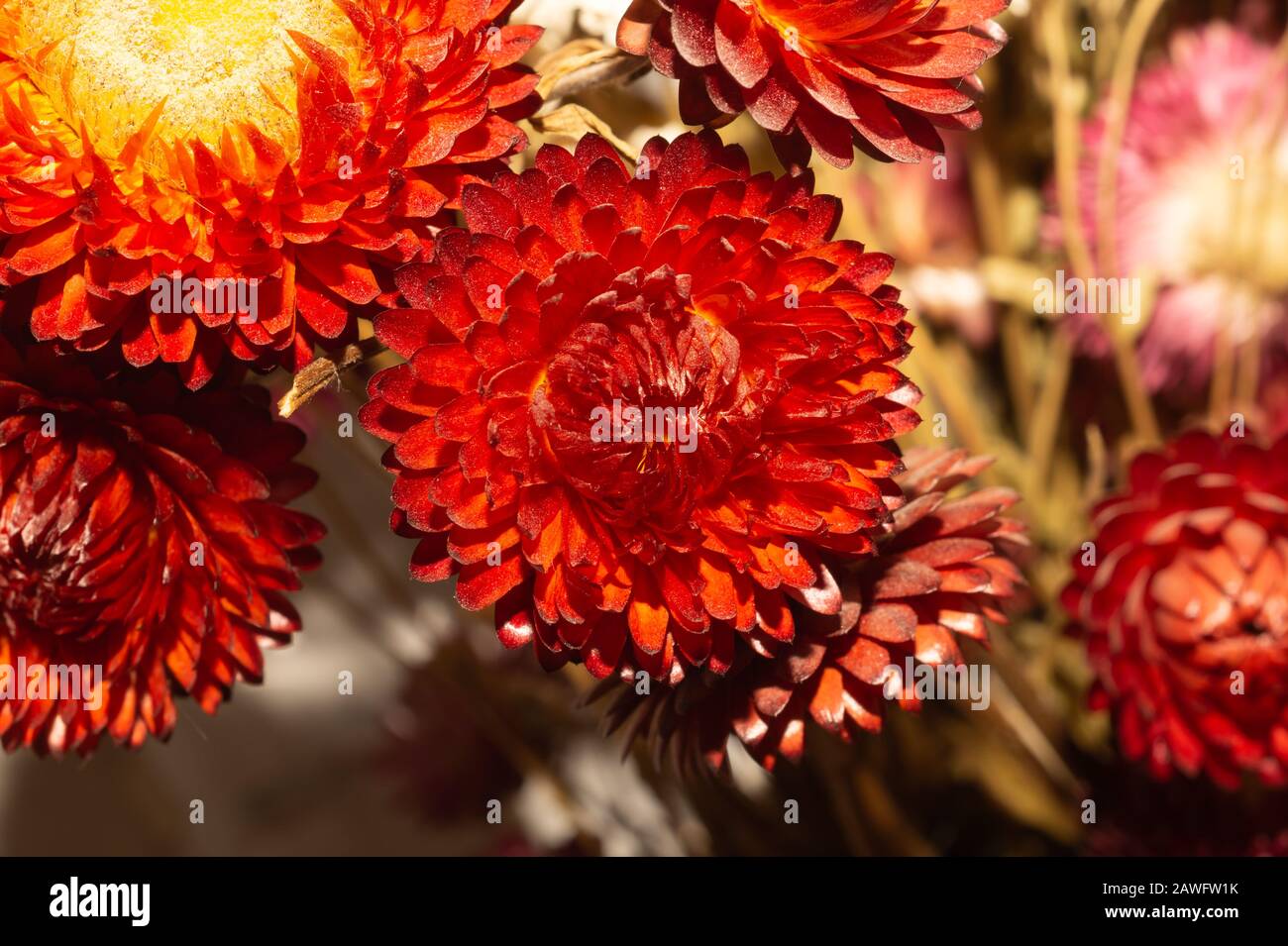 Red strawflowers hi-res stock photography and images - Alamy