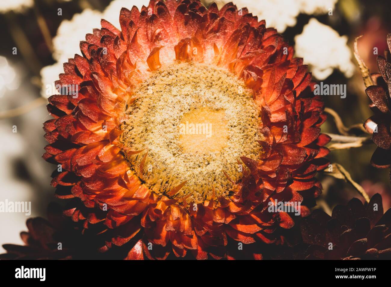 Dried red flowers closeup. floral background Stock Photo - Alamy