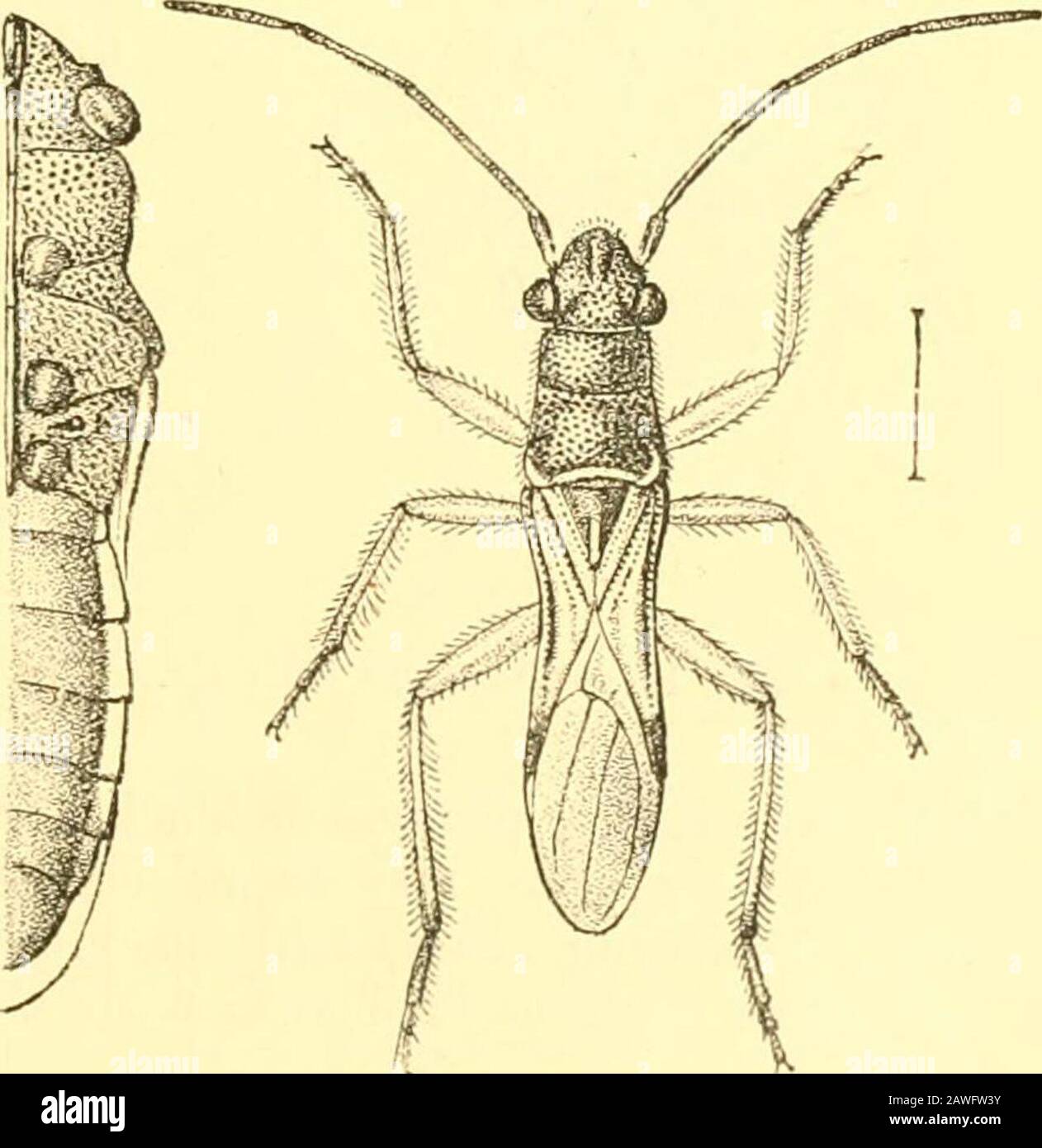 Central longitudinal line hi-res stock photography and images - Alamy