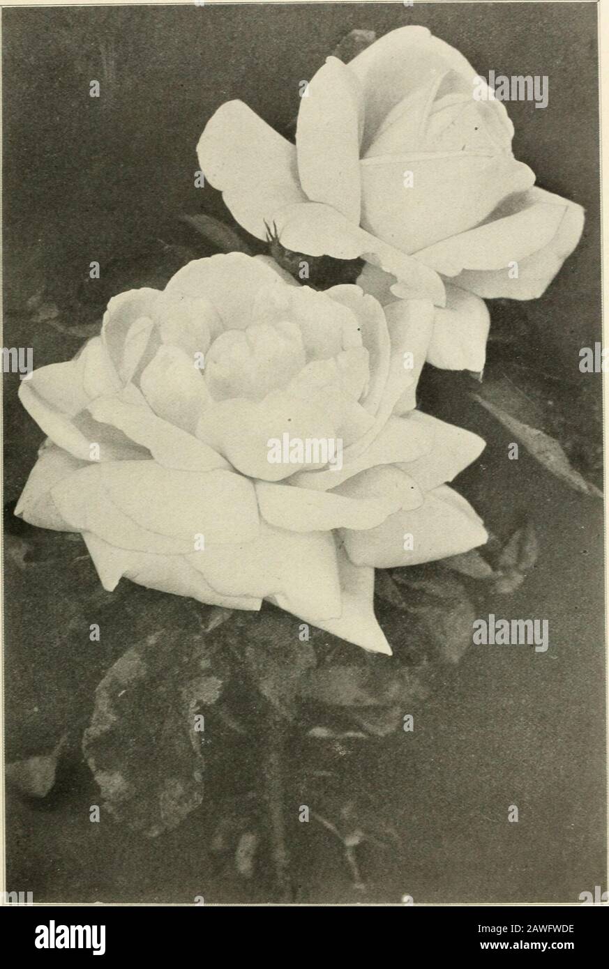 Rosa madame plantier hi-res stock photography and images - Alamy