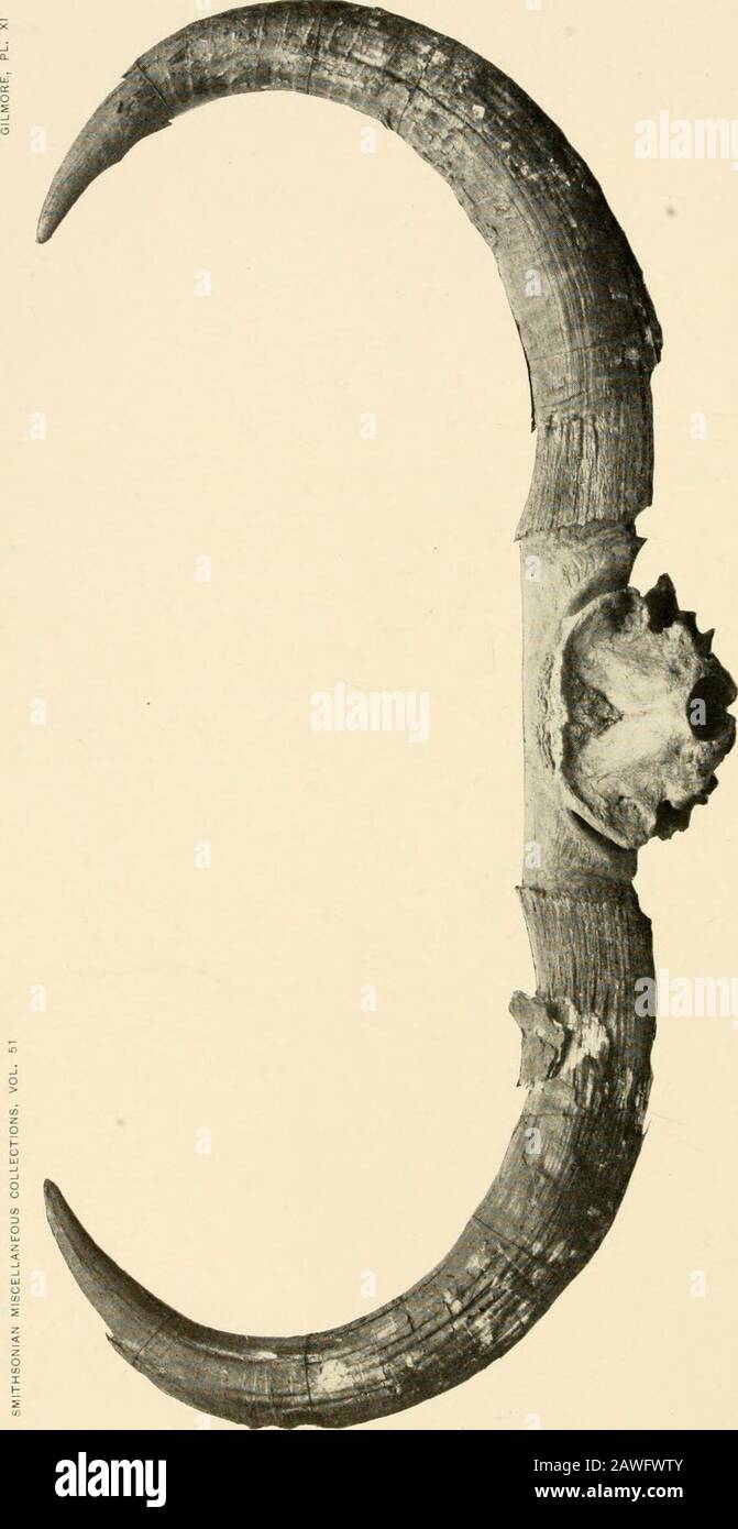 Smithsonian miscellaneous collections . Fig. 4.—Scapula of Bison ...