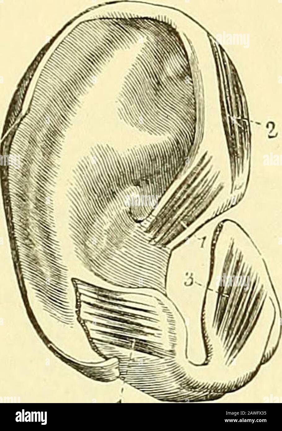 Quain's elements of anatomy . is major ; 3, tra-gicus; 4, antitragicns ...