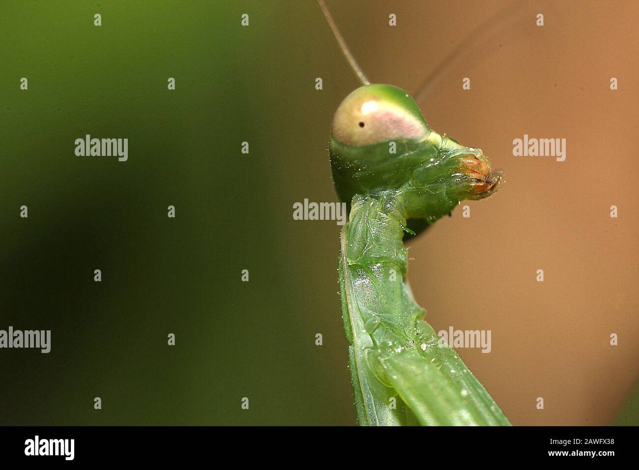 Invasive South African mantis Stock Photo - Alamy