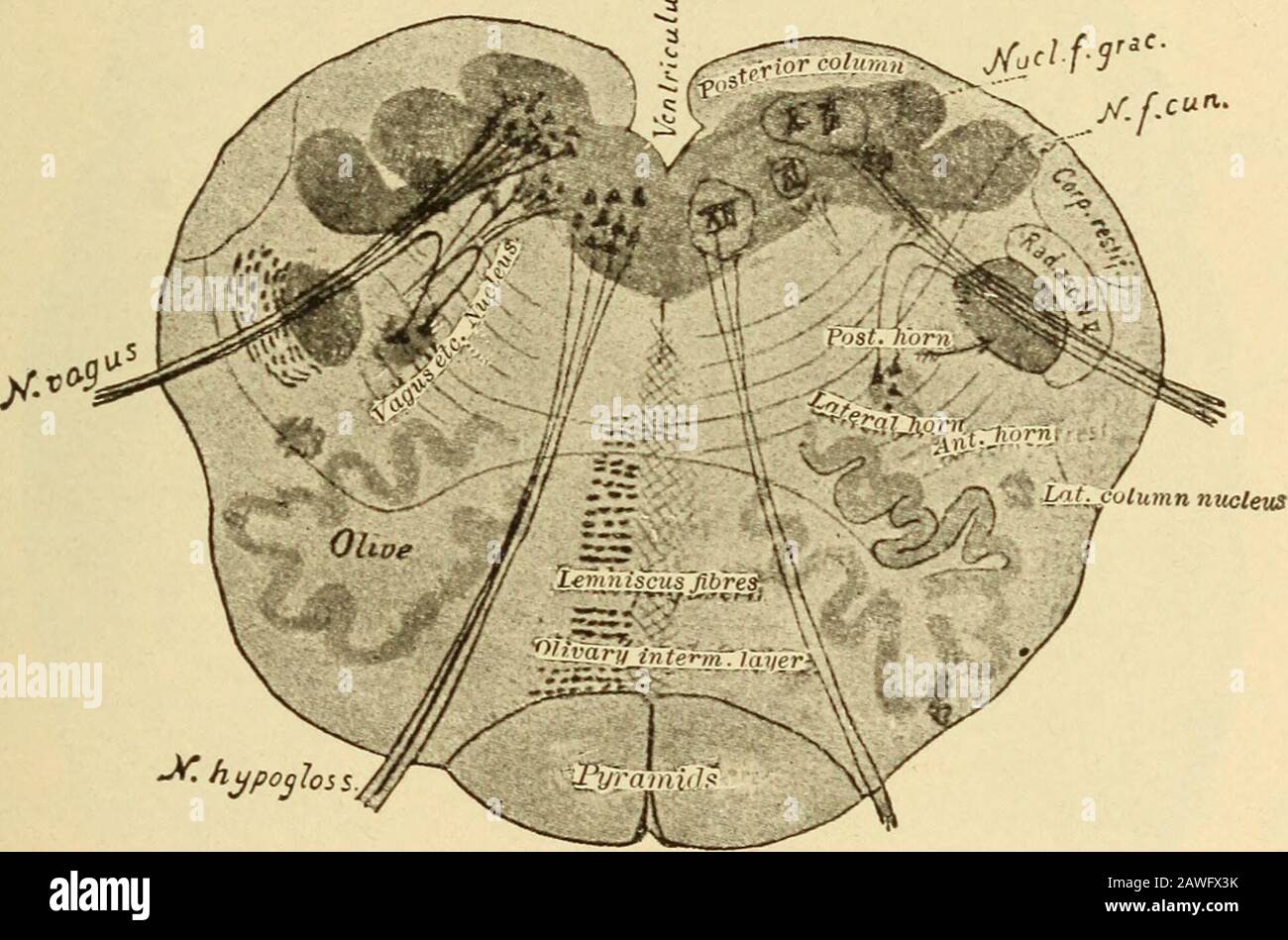 Diseases of the nervous system .. . Fig. 75.—Section through the ...