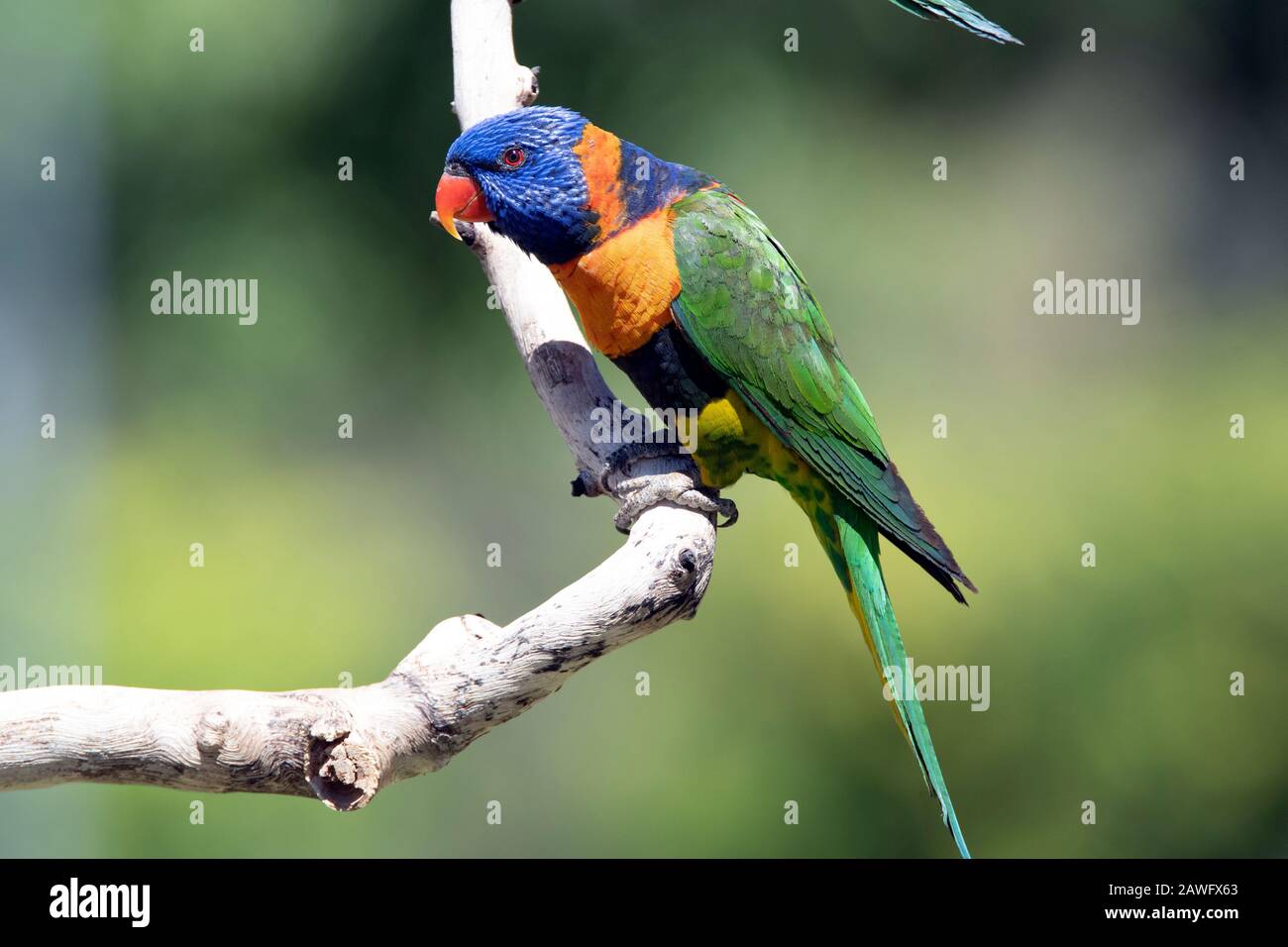 Red Collared Lorikeets, triglossus, Northern Australia Stock Photo - Alamy