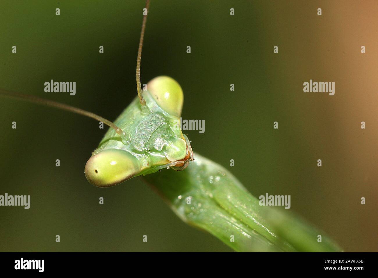 African mantis hi-res stock photography and images - Alamy