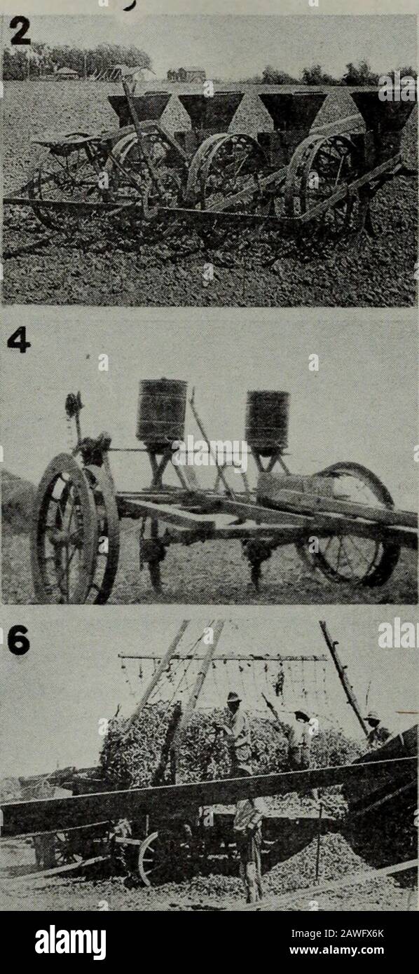 Bean culture in California . 8 Stock Photo - Alamy