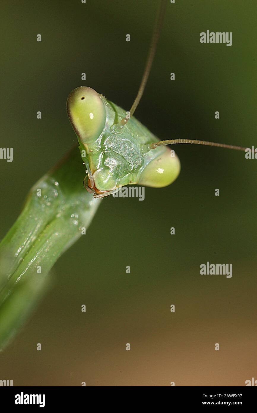 Invasive South African mantis Stock Photo - Alamy