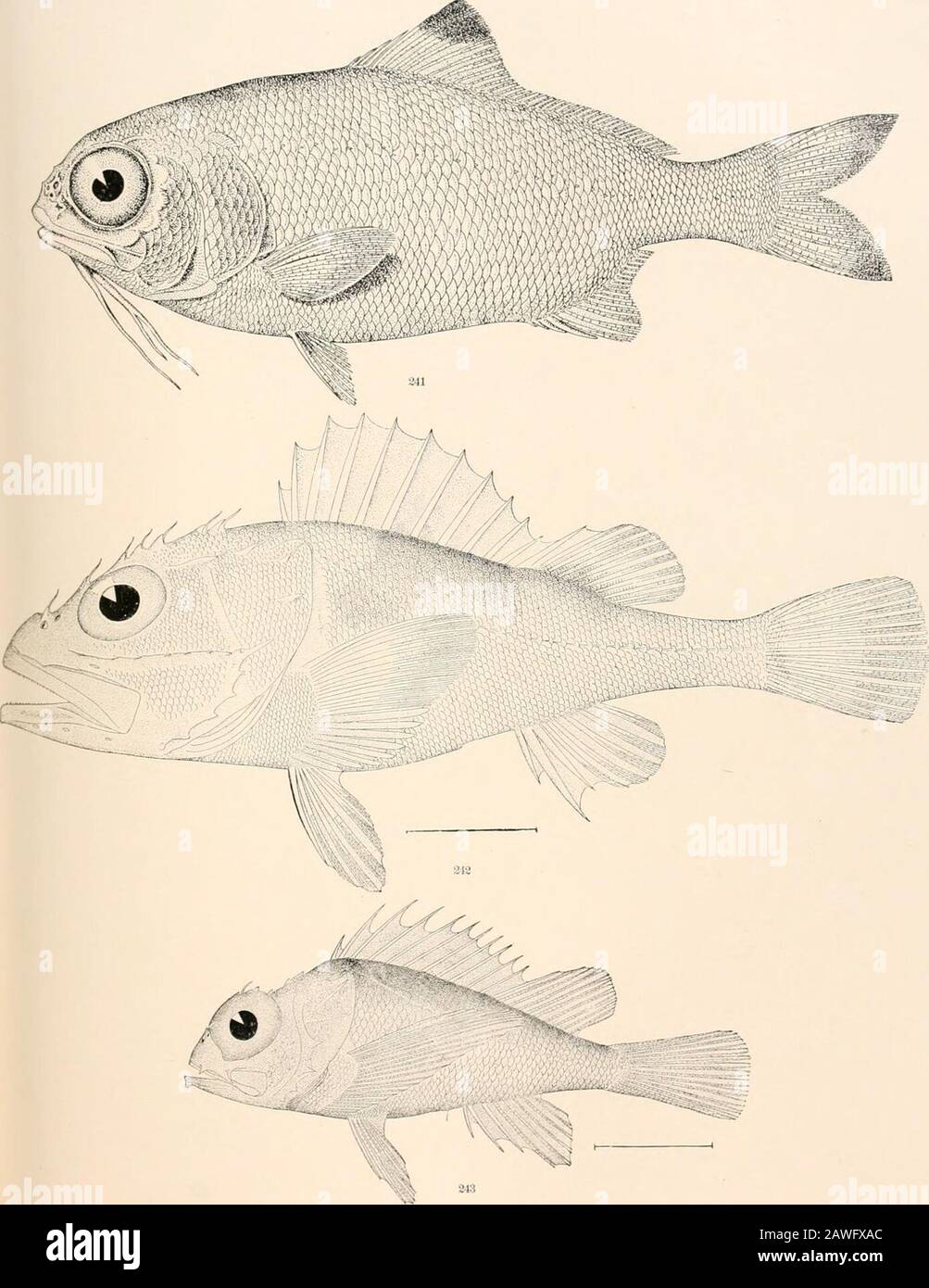 Epigonus hi-res stock photography and images - Alamy