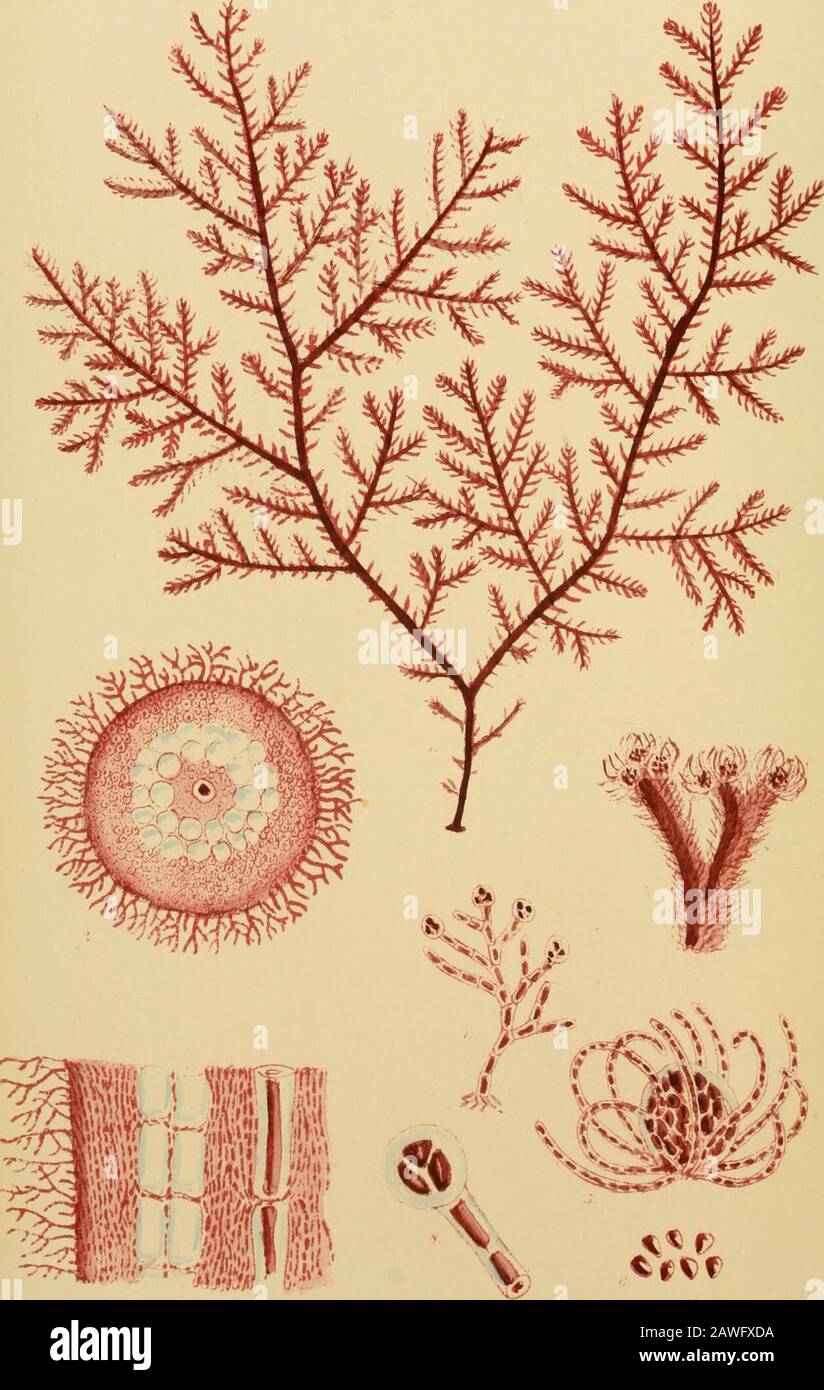 Ramenta hi-res stock photography and images - Alamy