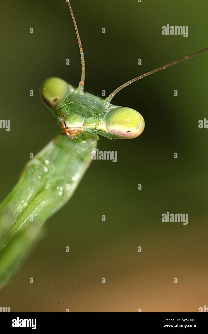Invasive South African mantis Stock Photo - Alamy