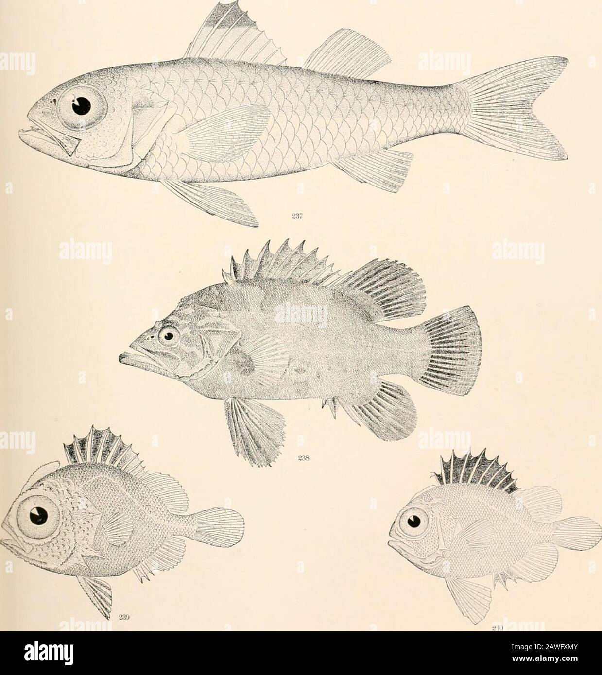 Epigonus High Resolution Stock Photography and Images - Alamy