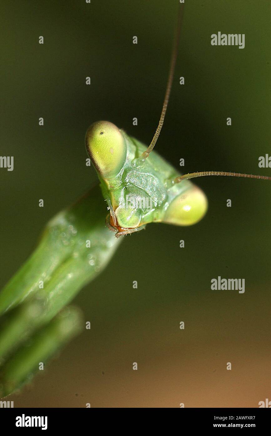 Invasive South African mantis Stock Photo - Alamy