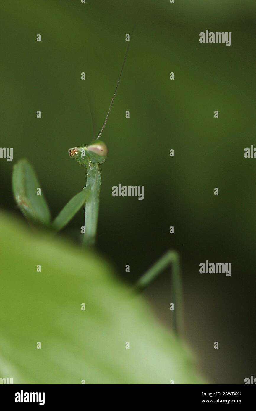 Invasive South African mantis Stock Photo - Alamy