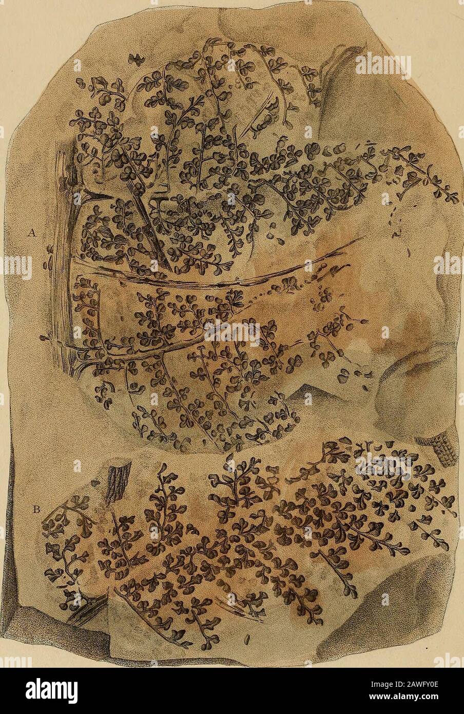 Neuropteris hi-res stock photography and images - Alamy