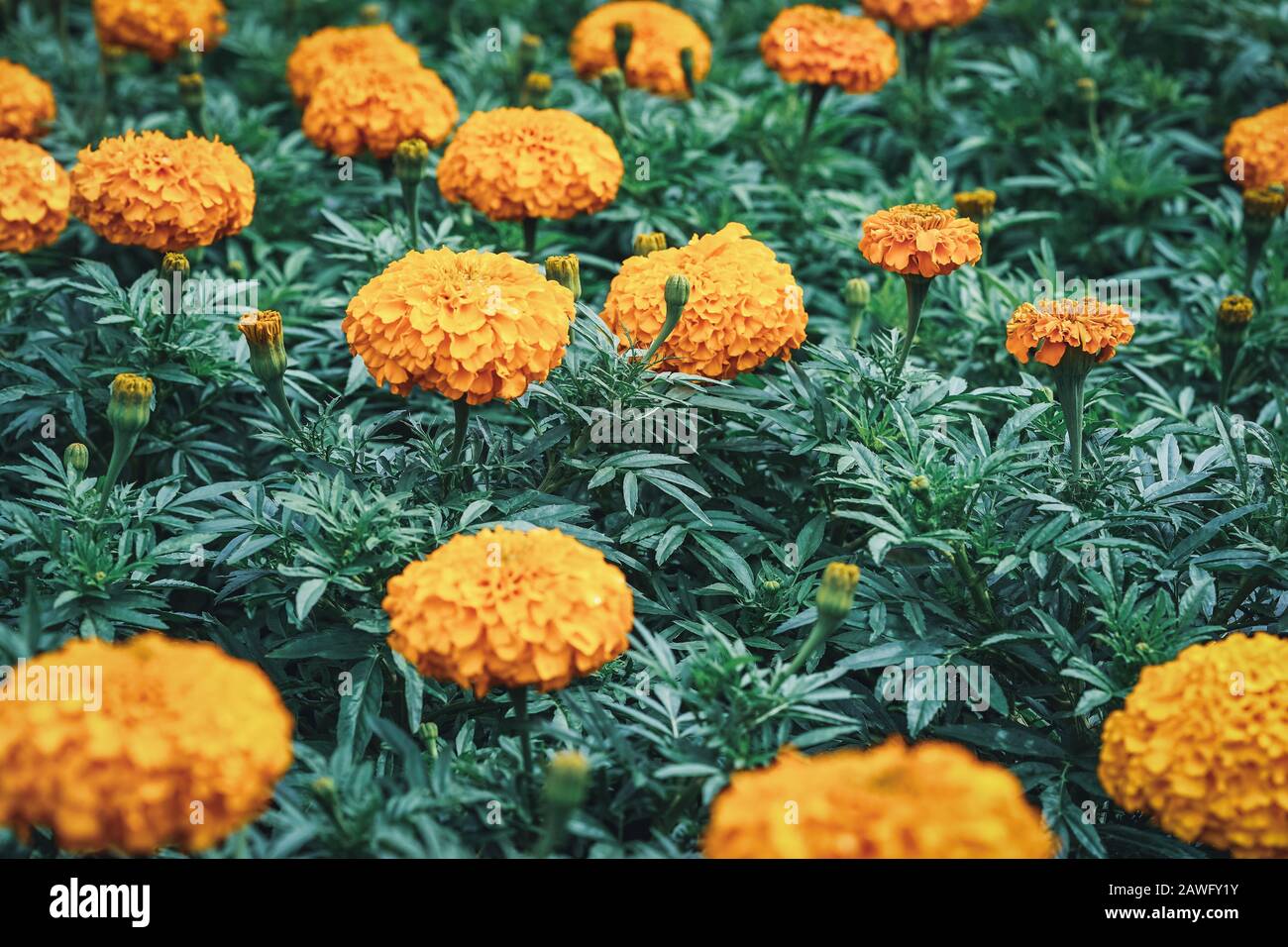 Orange flowers and buds of Tagetes erecta commonly known as African ...