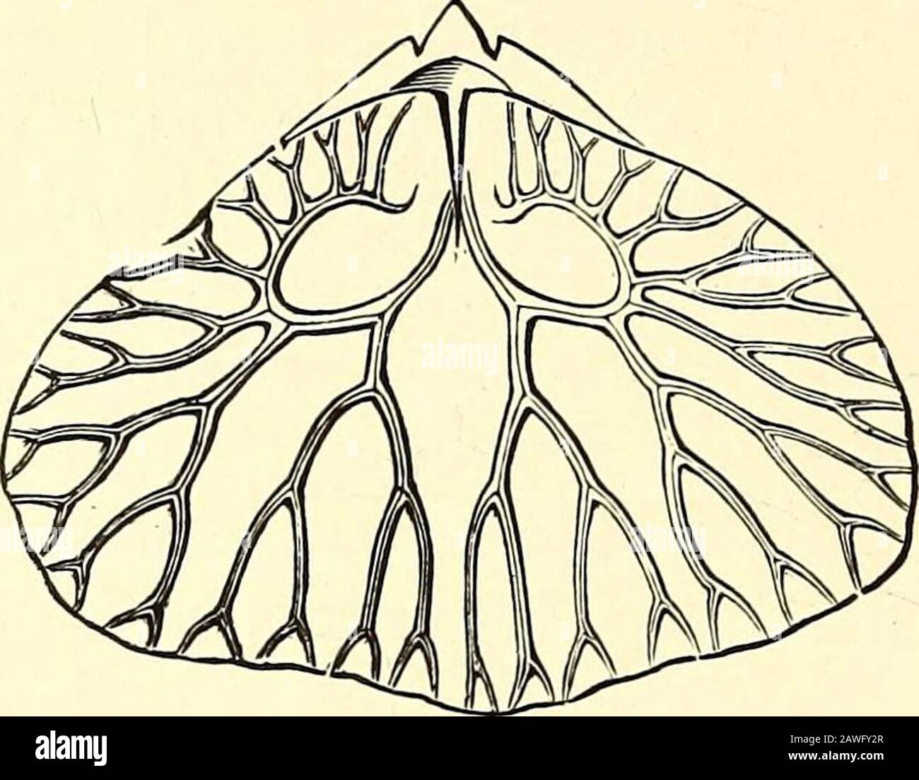 A guide to the fossil invertebrate animals in the Department of geology ...