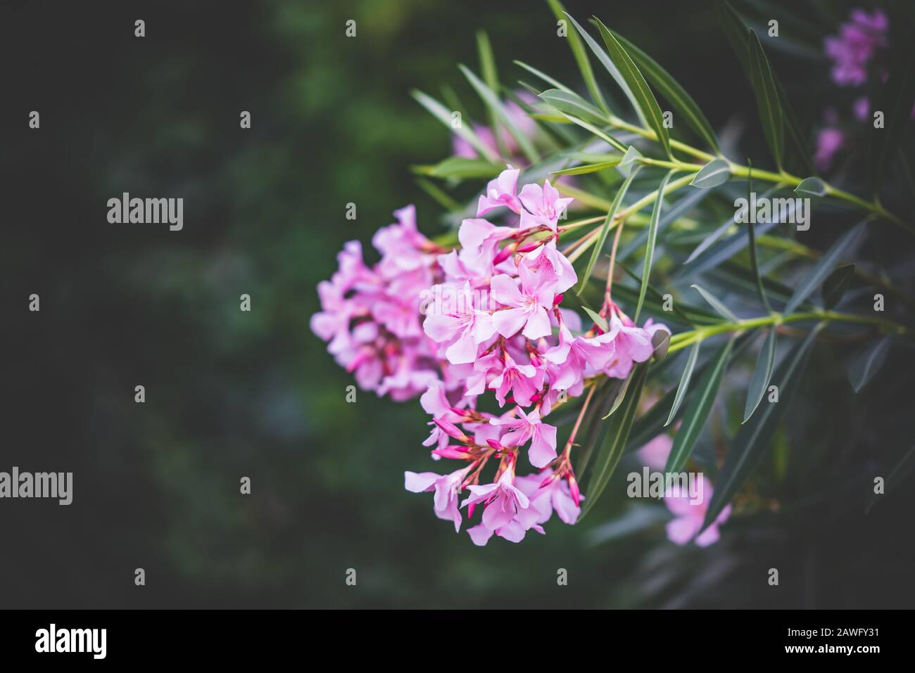 Nerium Oleander shrub in bloom, commonly known as Oleander Stock Photo ...