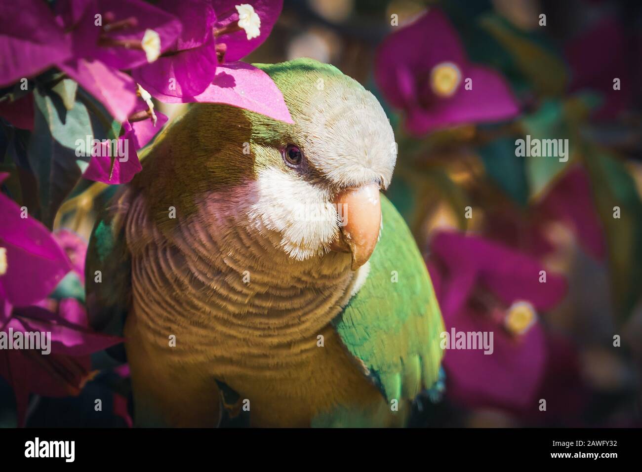Quaker parakeet hi-res stock photography and images - Alamy