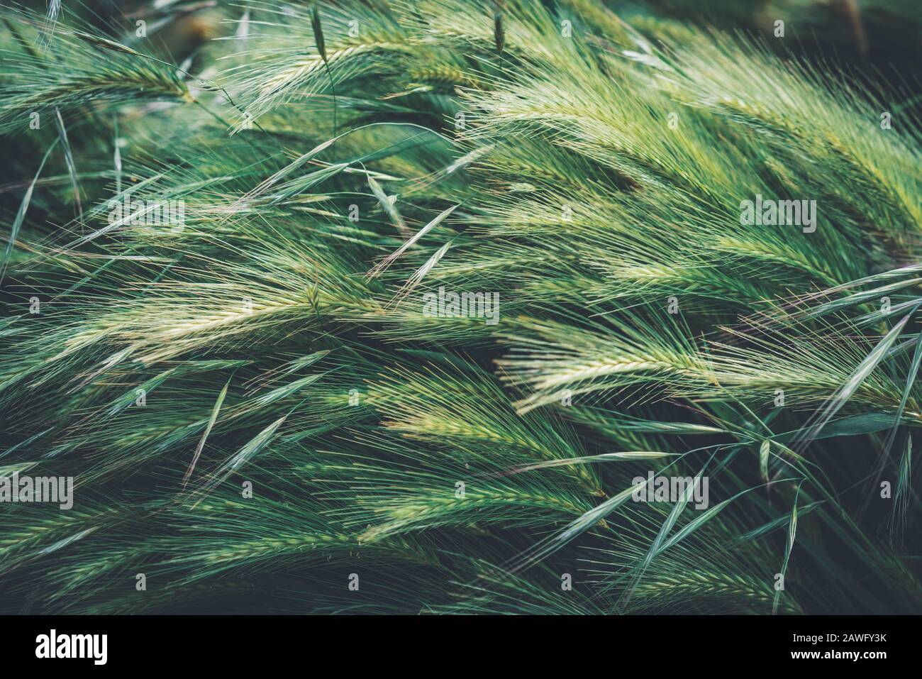 Seed spikes hi-res stock photography and images - Alamy