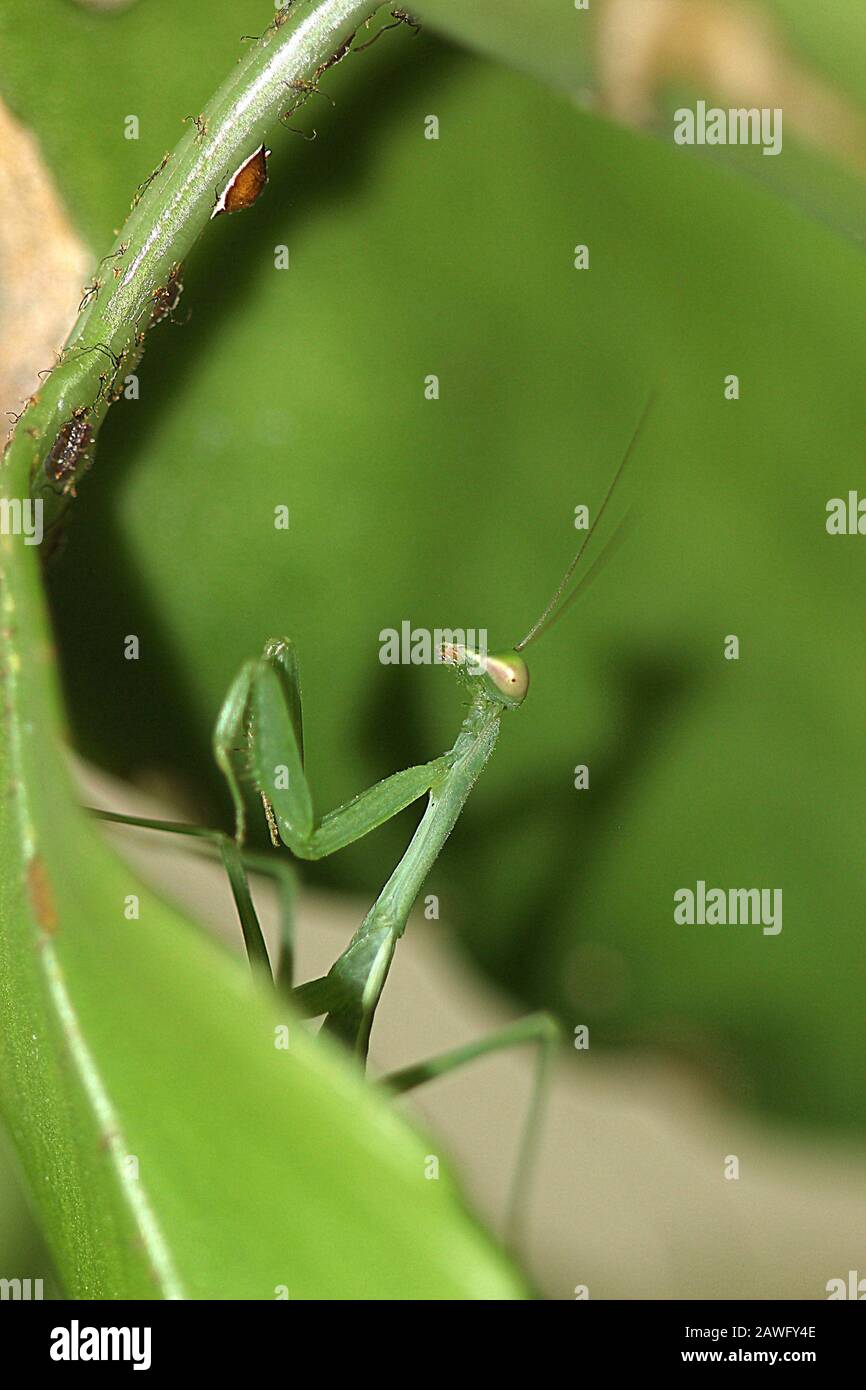 Invasive South African mantis Stock Photo - Alamy