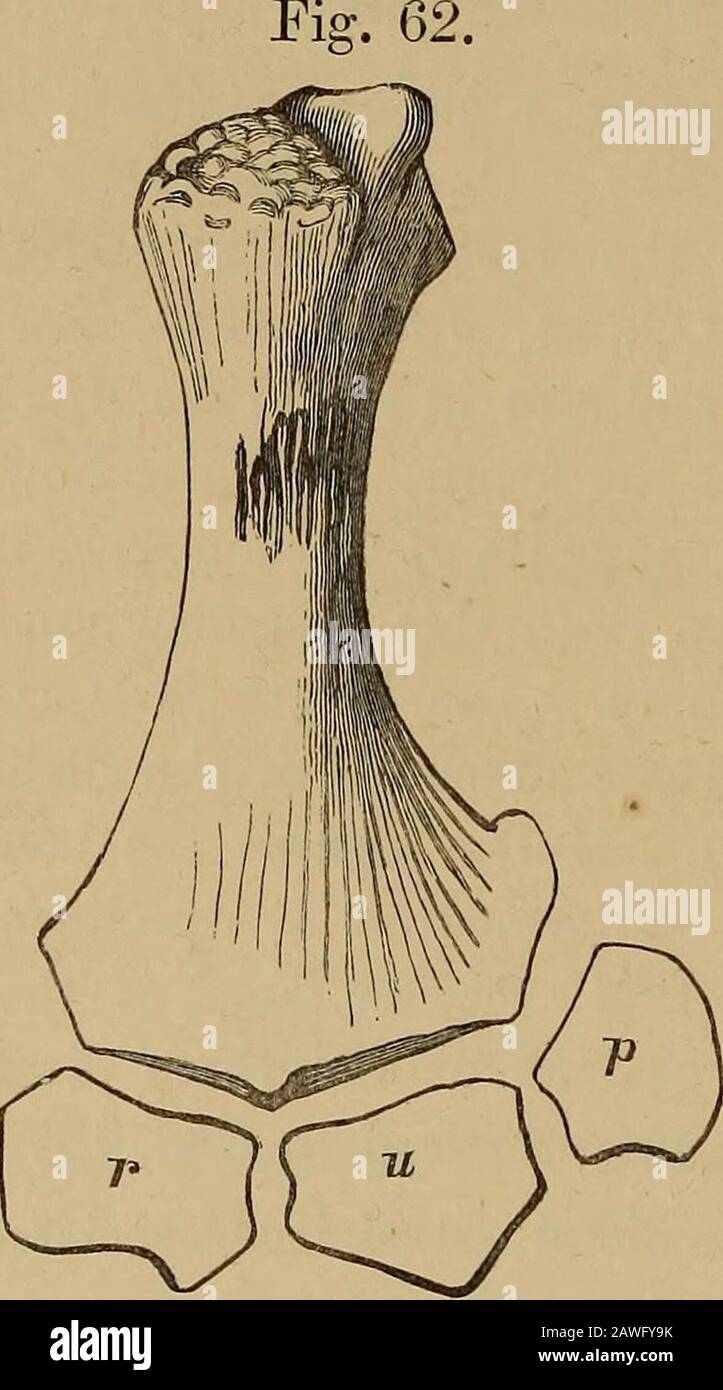 Distal humerus hi-res stock photography and images - Alamy