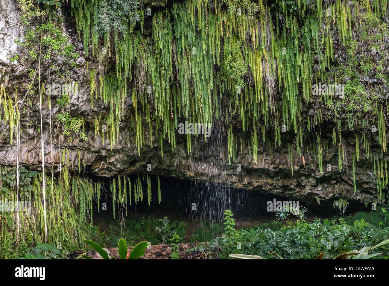 Kamokila Village, Kauai, Hawaii, USA. - January 16, 2020: Green sword ...