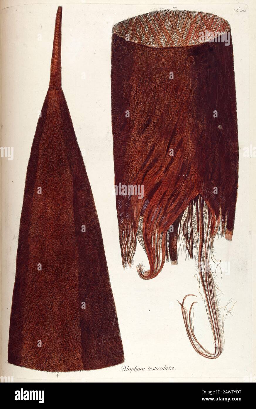 Plant anatomy hi-res stock photography and images - Alamy