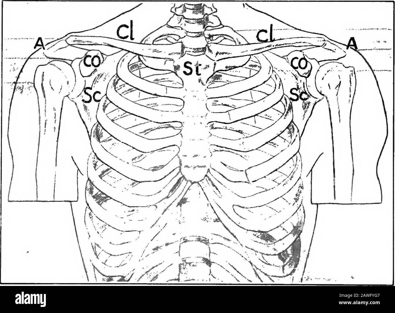 Acromion Black and White Stock Photos & Images - Alamy
