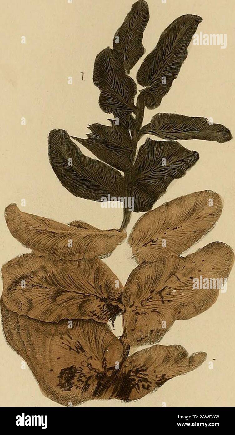 Lepidodendron tree hi-res stock photography and images - Alamy