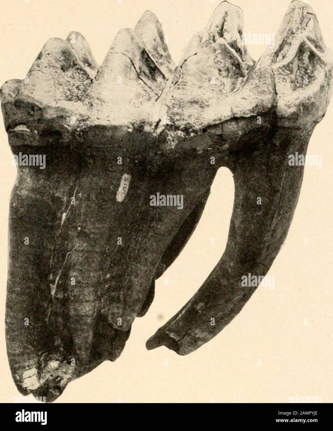 Map of mammoth hi-res stock photography and images - Alamy