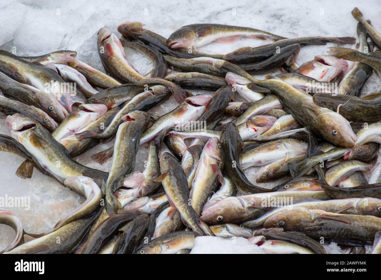 Tomcod hi-res stock photography and images - Alamy