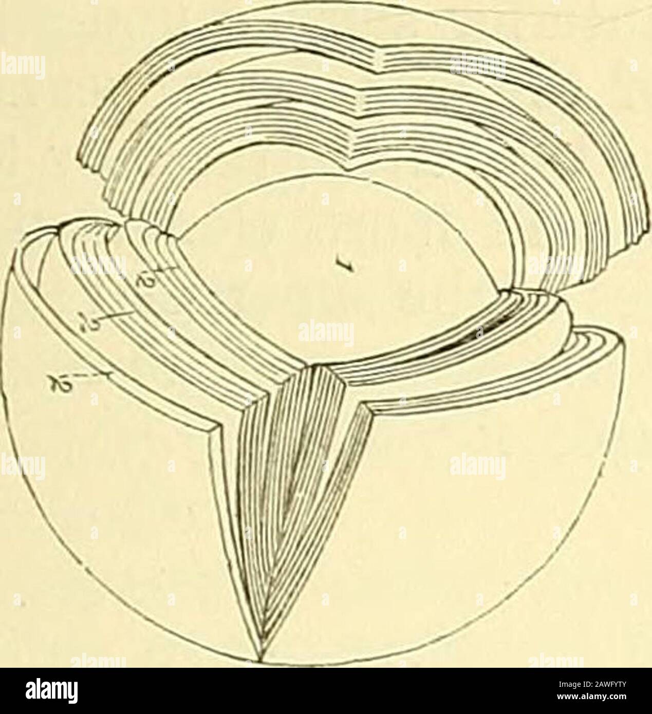 Quain's elements of anatomy . THE LENS. 427 The lens-fibres, as the ...