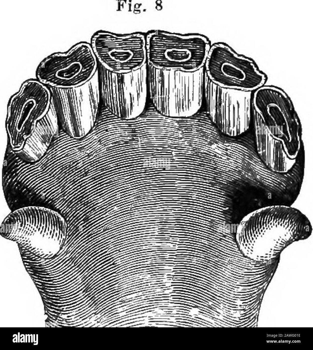 Neck furrows Black and White Stock Photos & Images - Alamy